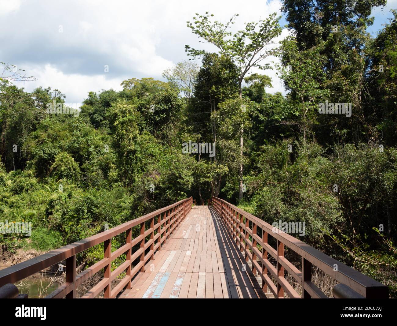 A long wooden bridge in the middle of the forest Stock Photo - Alamy