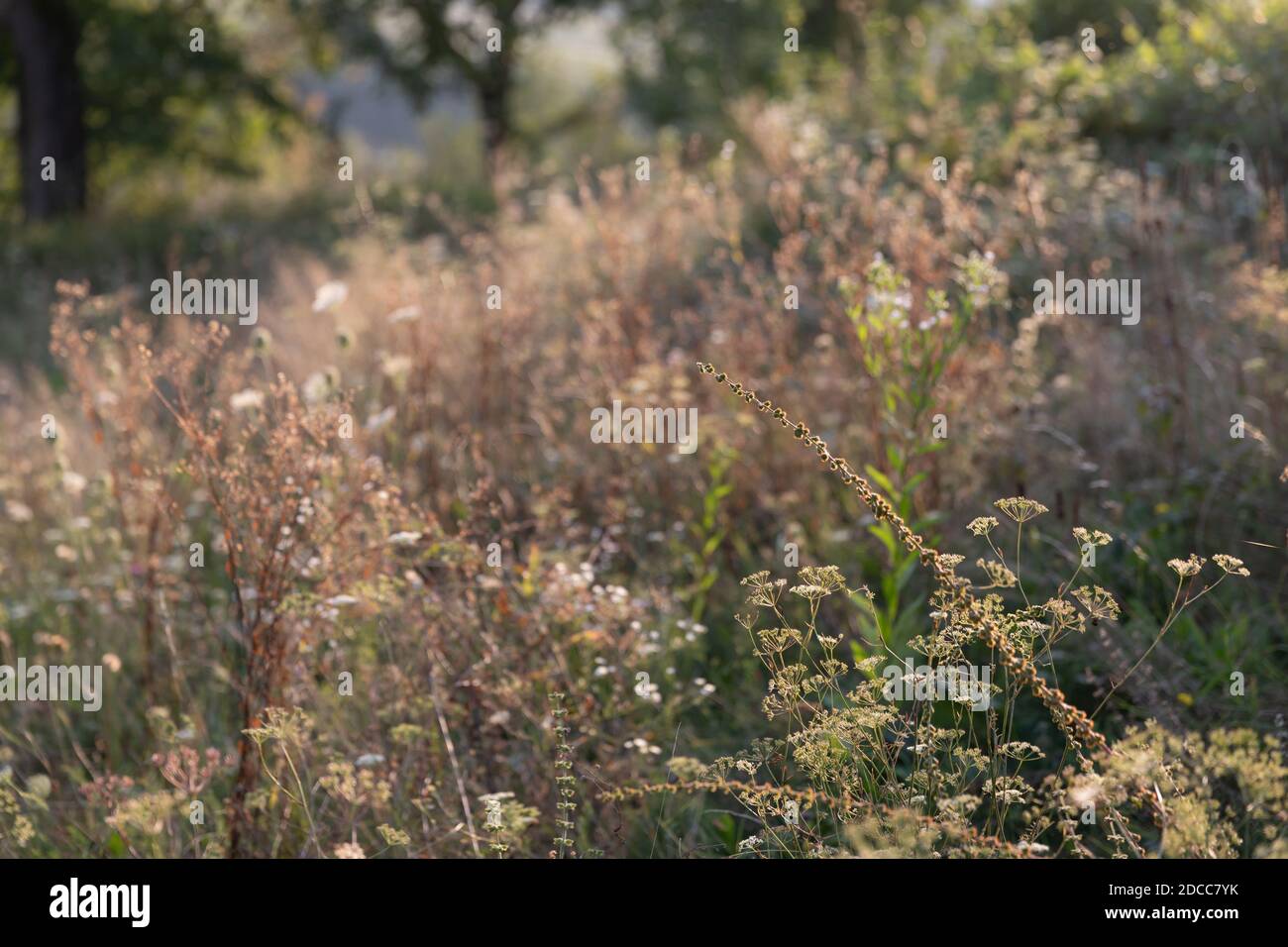 Natural background with autumn grass. Scene with wild grass on a sun ...