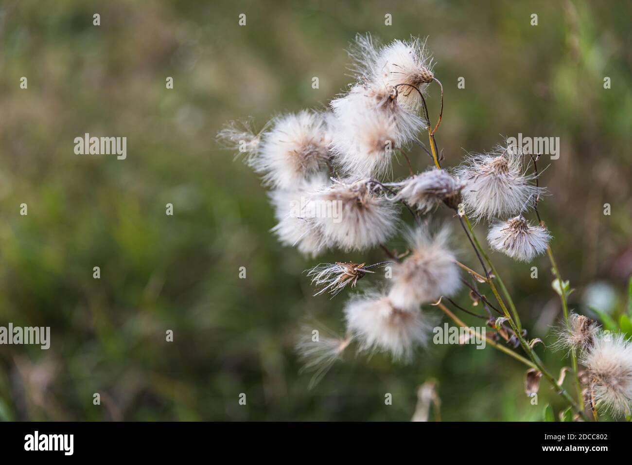 Natural background with autumn grass. Scene with wild grass on a sun ...