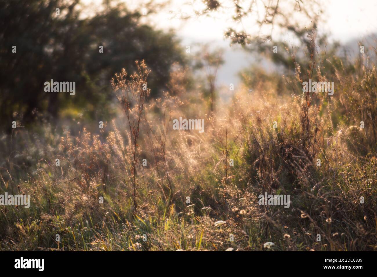 Natural background with autumn grass. Scene with wild grass on a sun ...