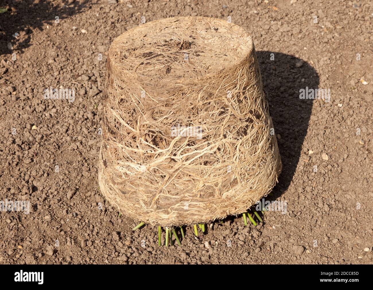 A pot bound plant removed from it's pot Stock Photo - Alamy