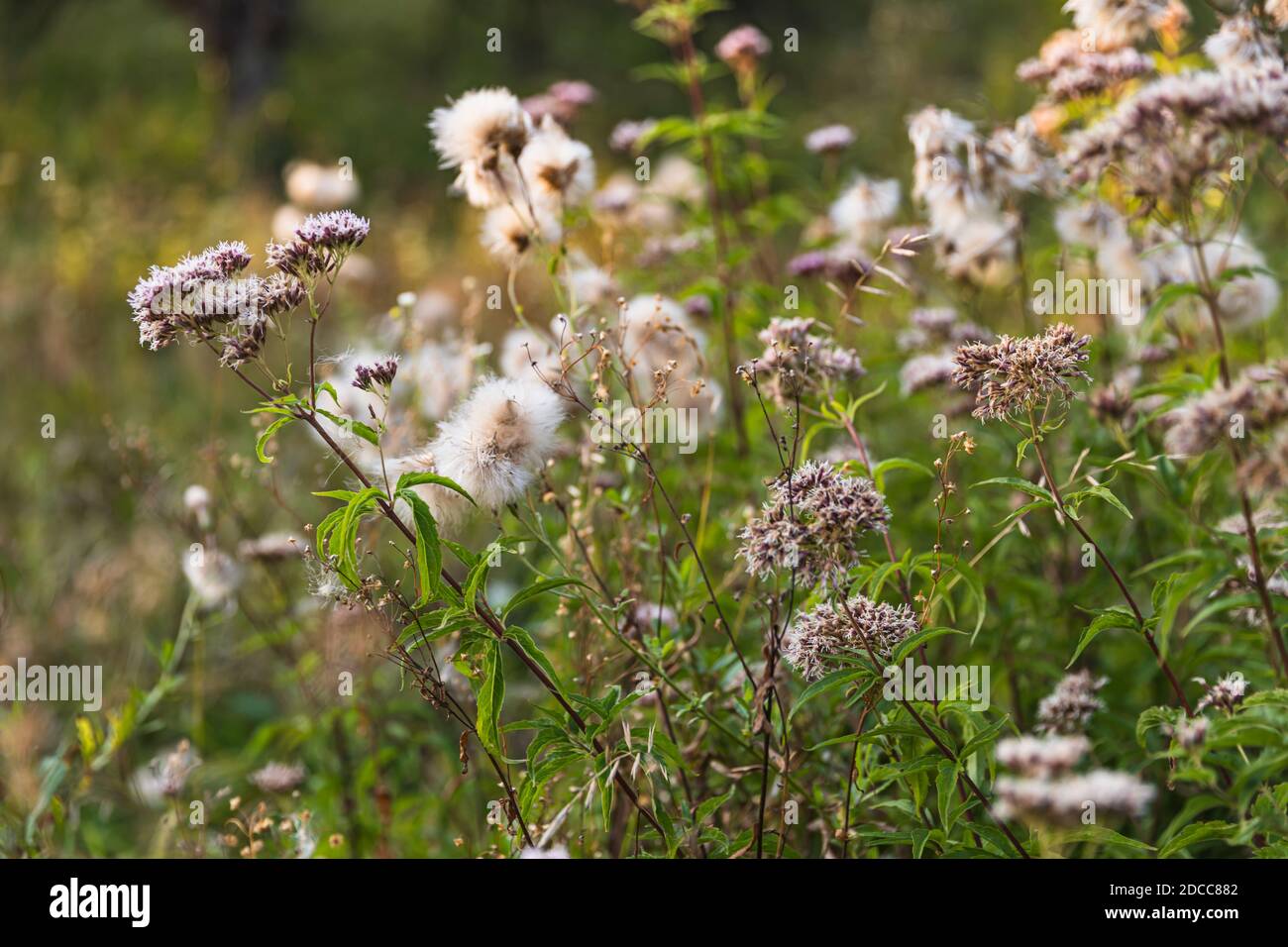 Natural background with autumn grass. Scene with wild grass on a sun ...
