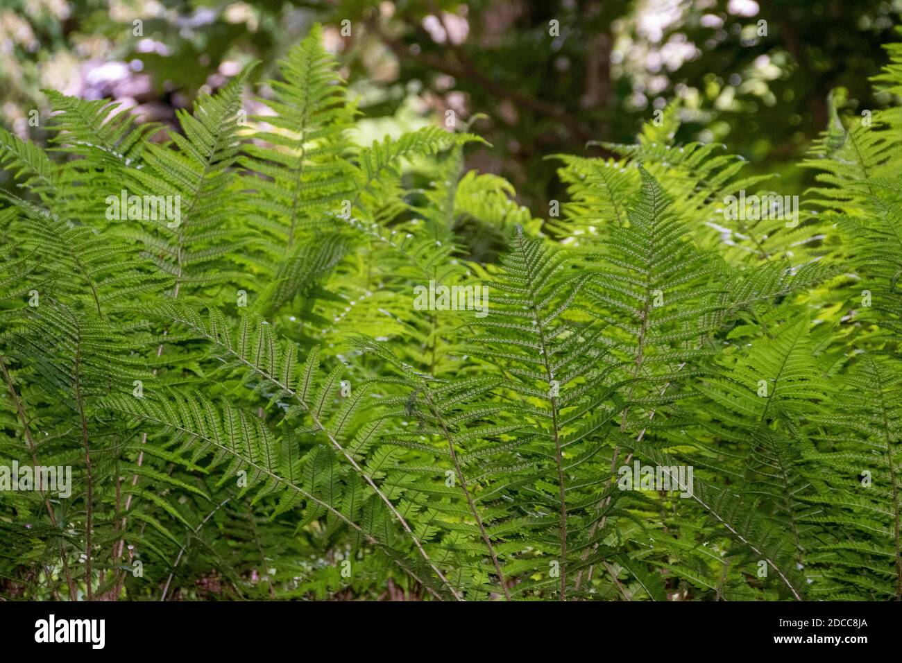 Megaphyllis hi-res stock photography and images - Alamy