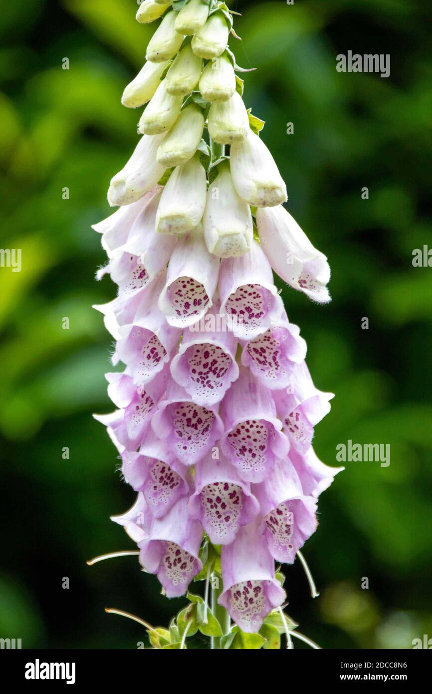 Foxglove stem background hi-res stock photography and images - Alamy