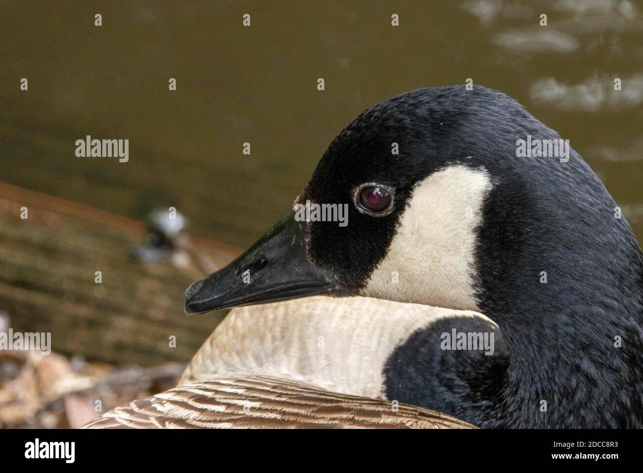 Goose with a short neck hi-res stock photography and images - Alamy