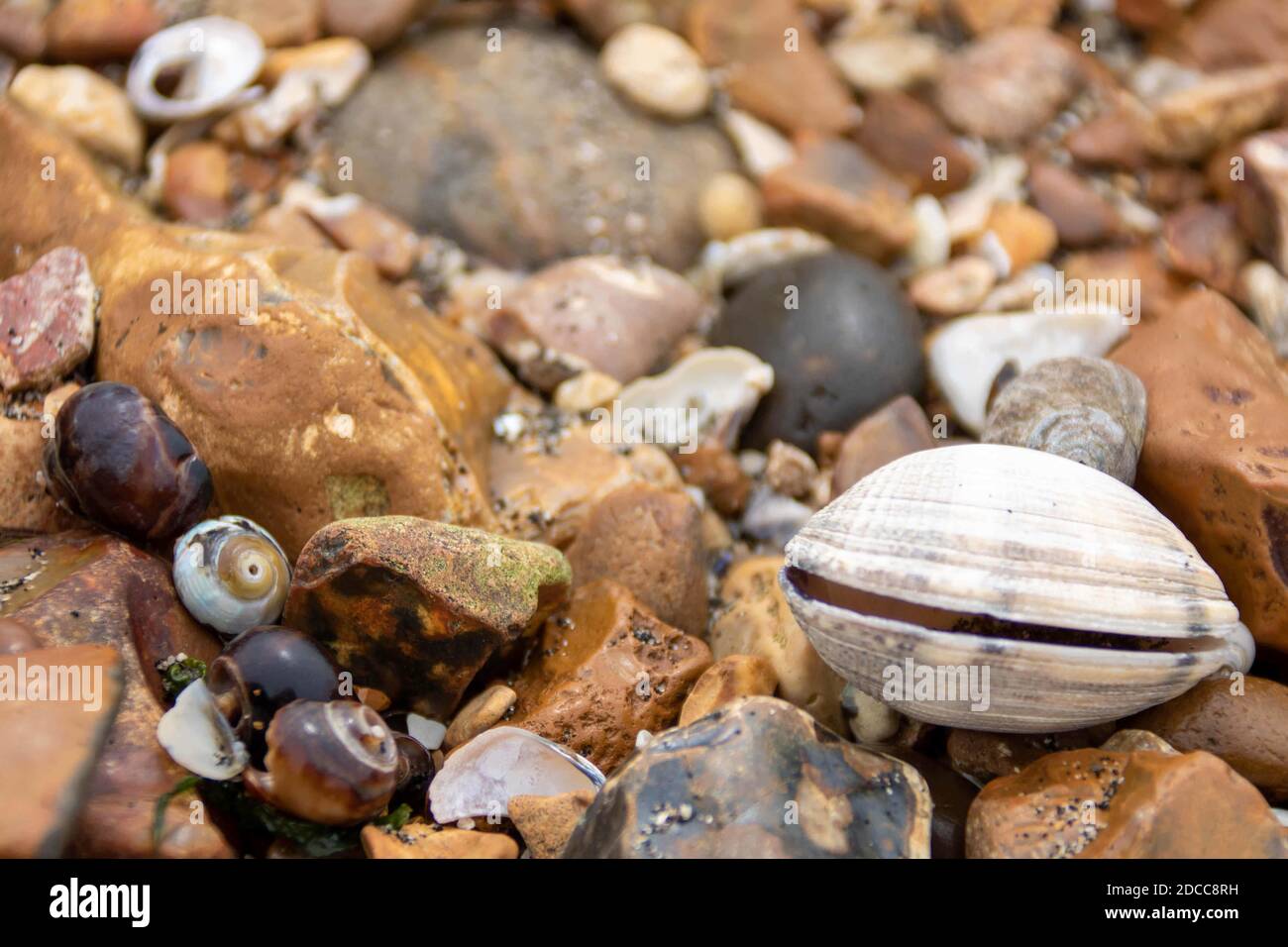 sea shells and pebbles on the beach Stock Photo - Alamy