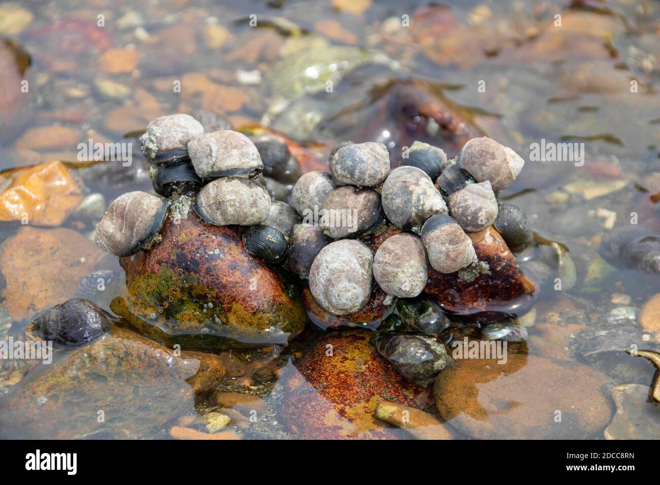 Periwinkles seaside hi-res stock photography and images - Alamy