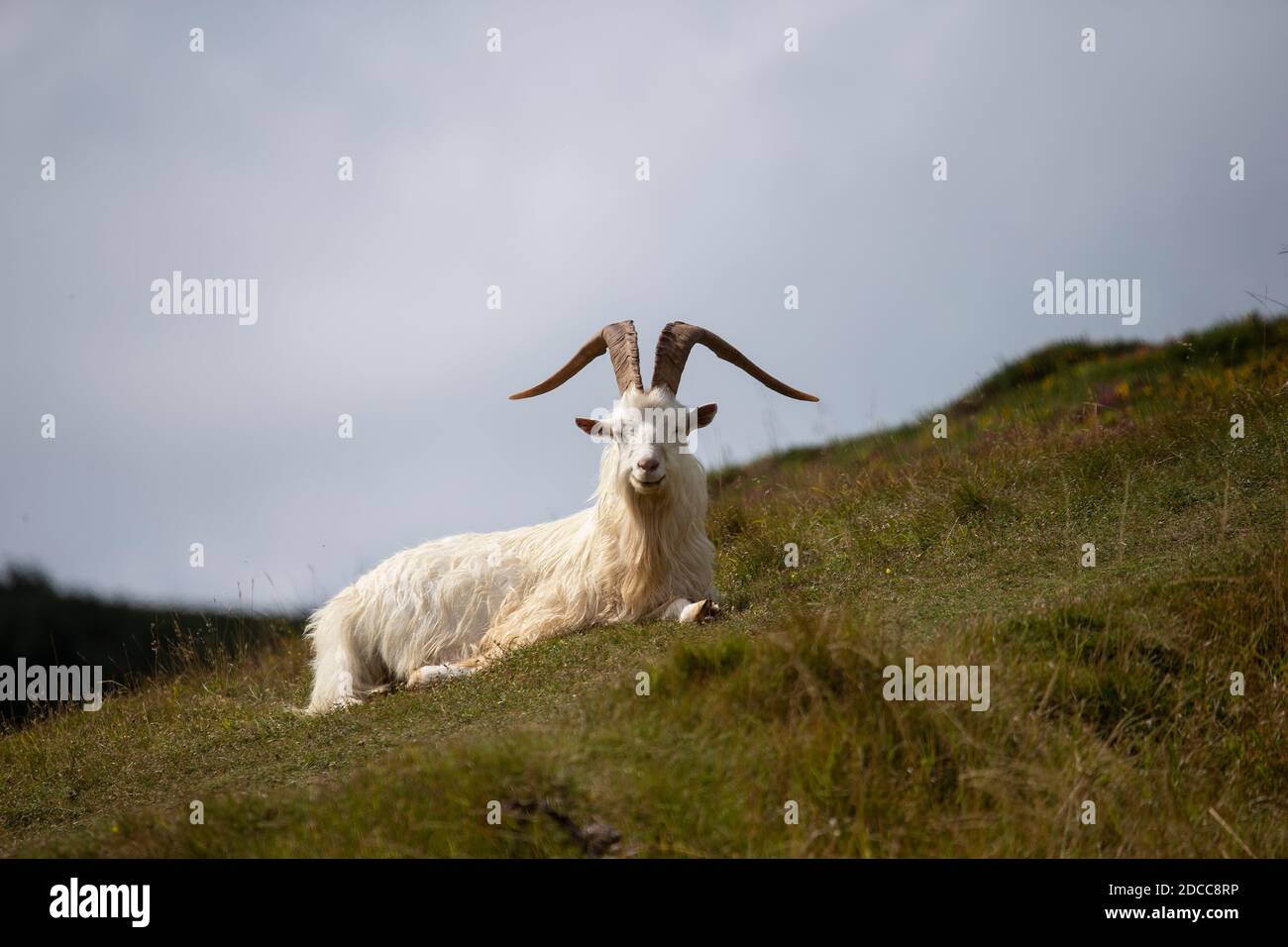 Kashmiri goat on great orme hi-res stock photography and images - Alamy