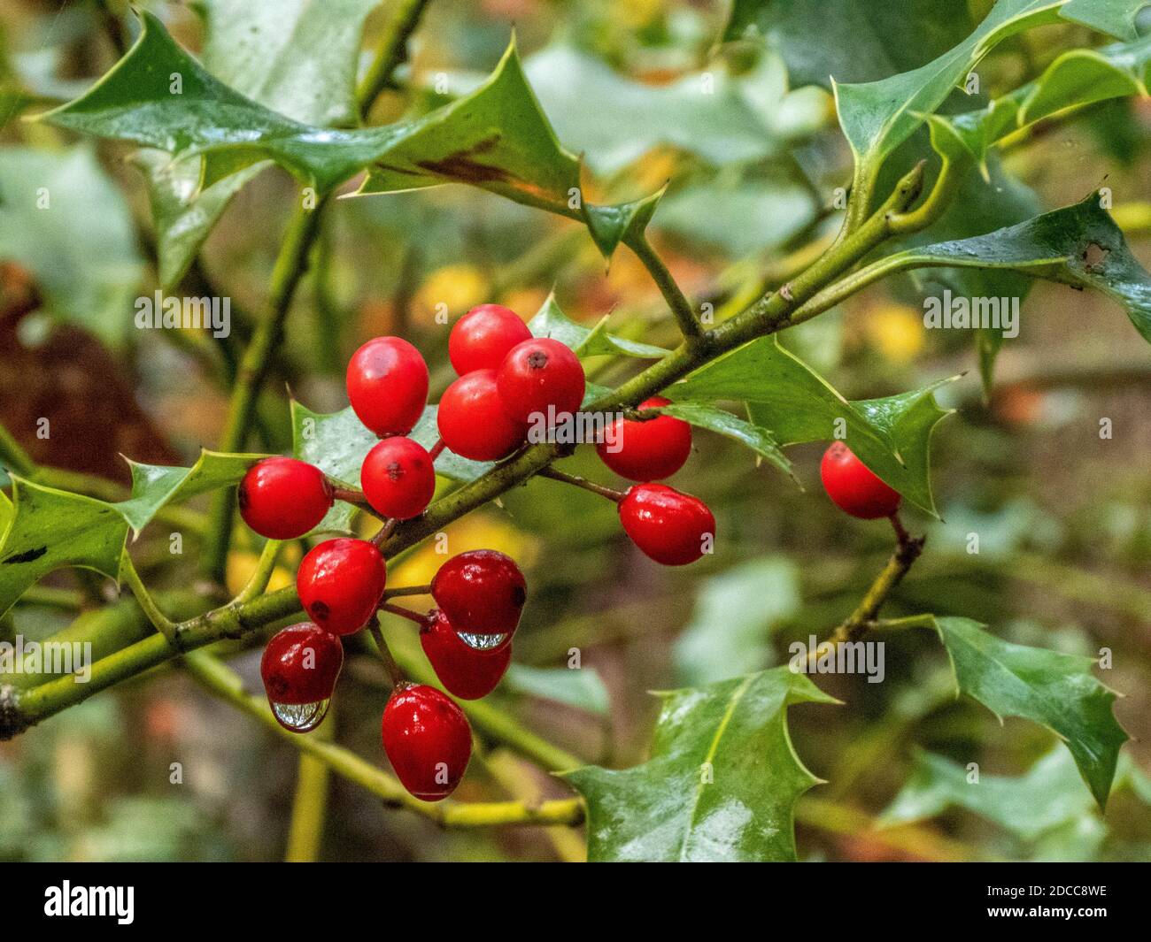 Bright red holly berries hi-res stock photography and images - Alamy