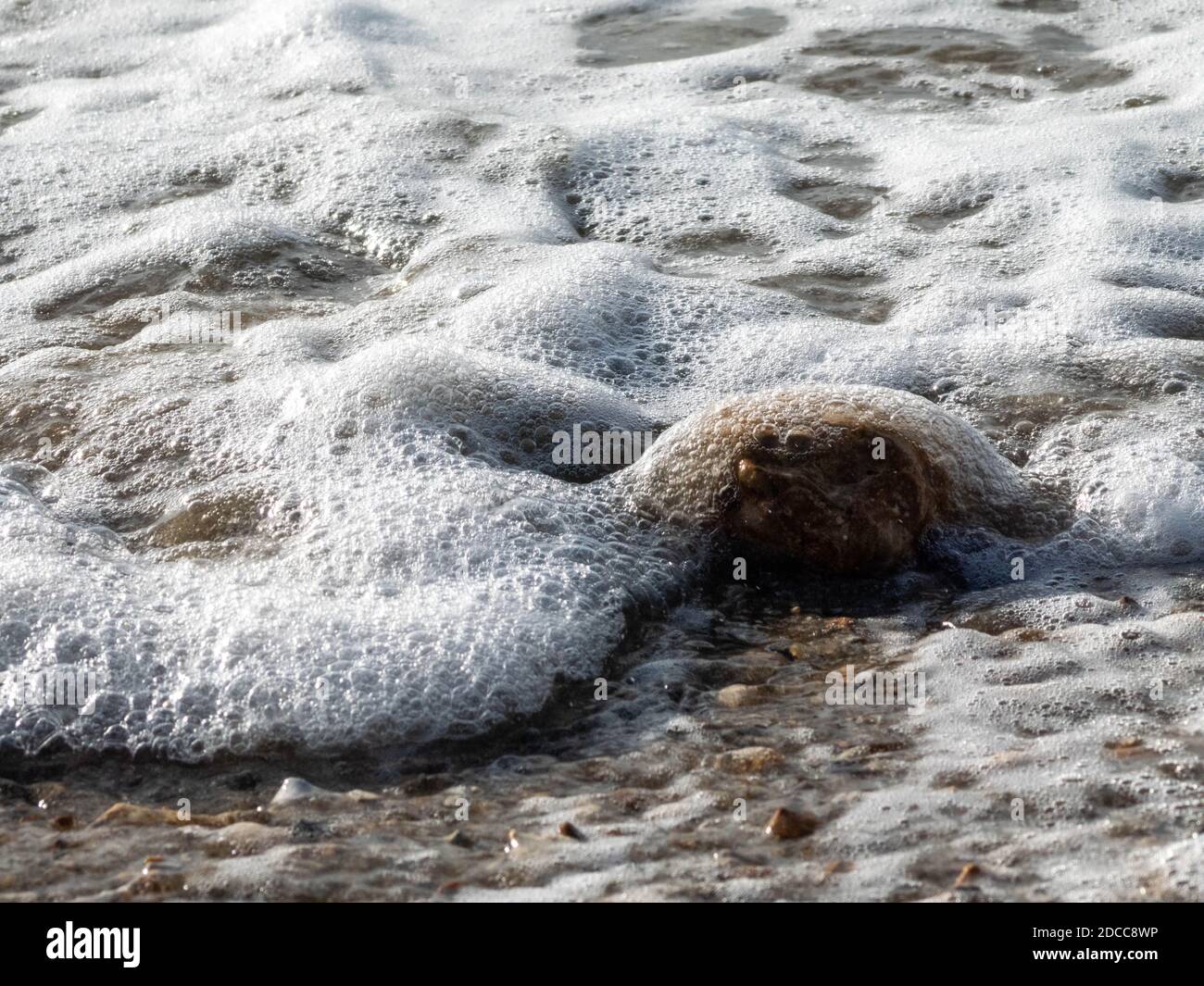 waves foaming over a large pebble on the beach Stock Photo - Alamy