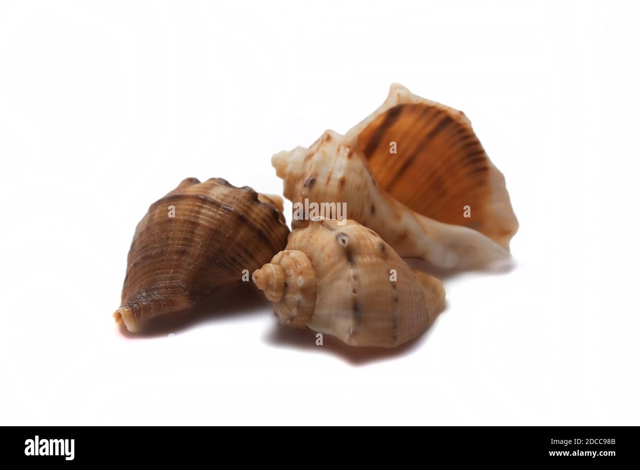 Underwater shells Cut Out Stock Images & Pictures - Alamy