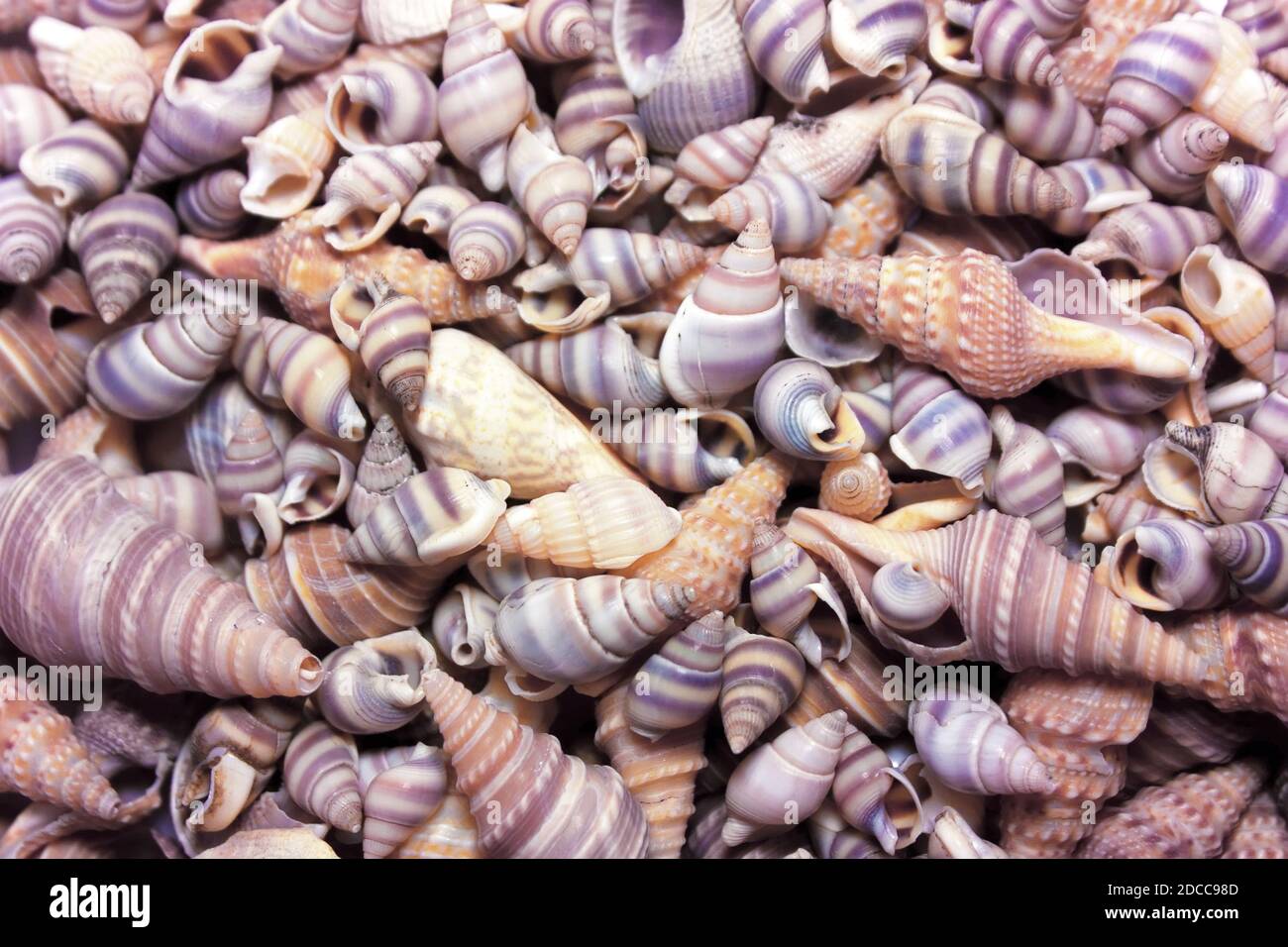 Colorful sea shells on the beach. Natural background Stock Photo - Alamy