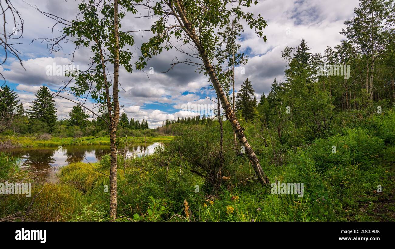 nature scenarios inside Glenmore Park, Calgary, Canada Stock Photo - Alamy