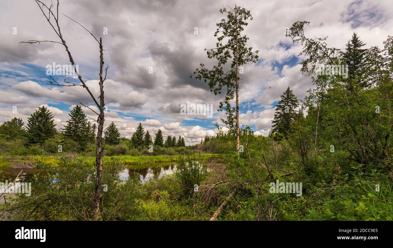 nature scenarios inside Glenmore Park, Calgary, Canada Stock Photo - Alamy