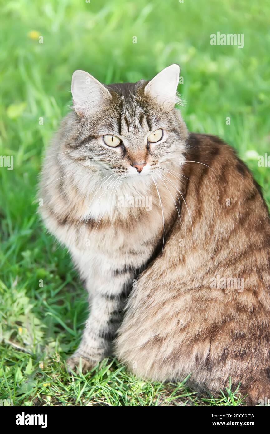 Portrait of angry siberian cat. Close-up Stock Photo - Alamy