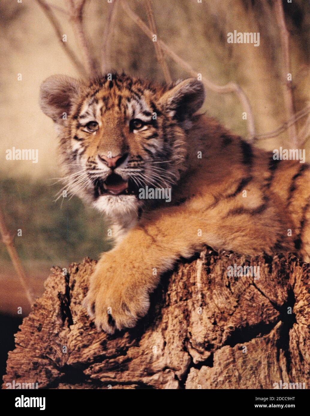 "Tiger cub", "wildlife conservation", "Siberian tiger" , "big cat ...