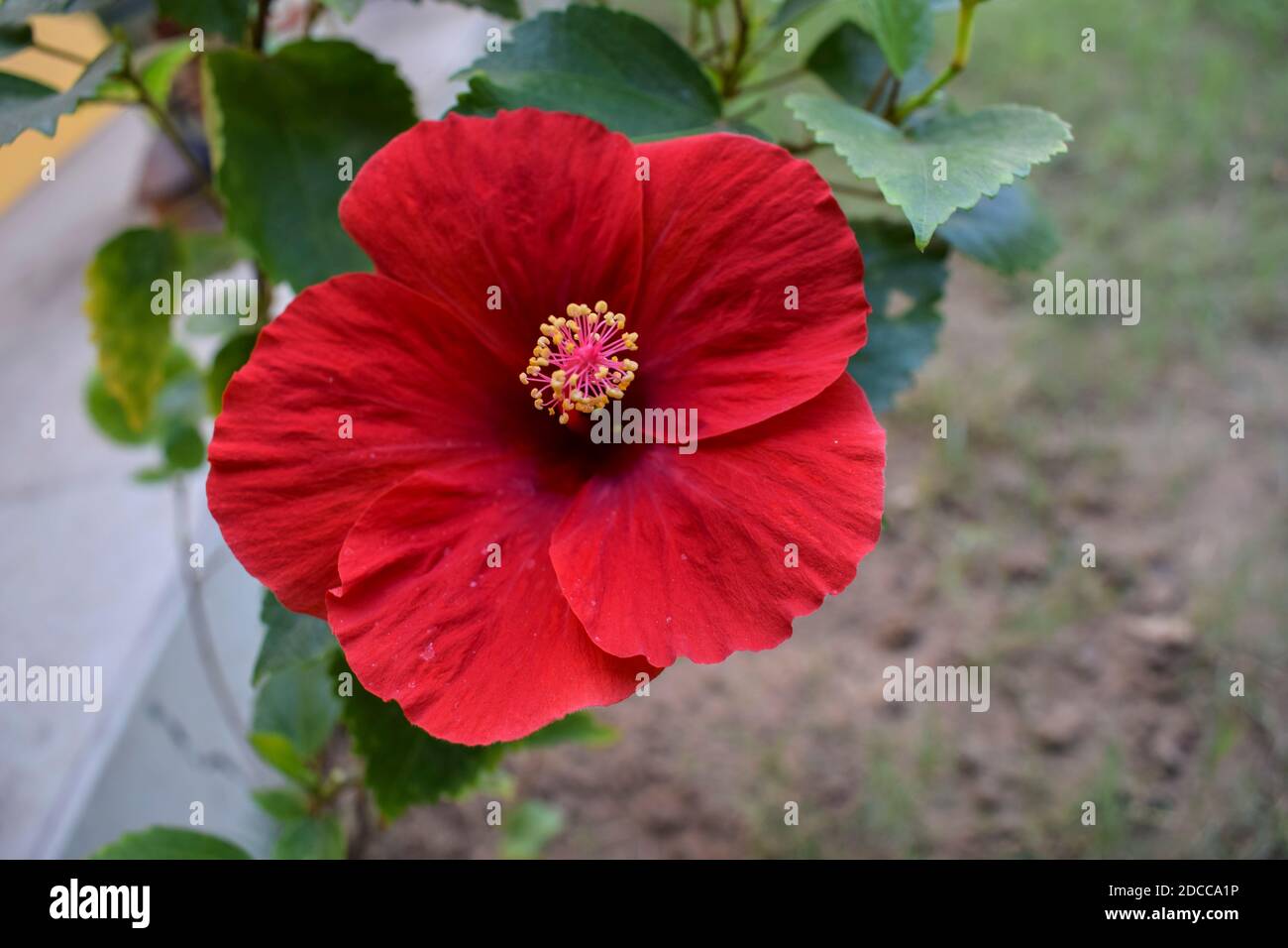 Indian Shoe Flower High Resolution Stock Photography and Images - Alamy