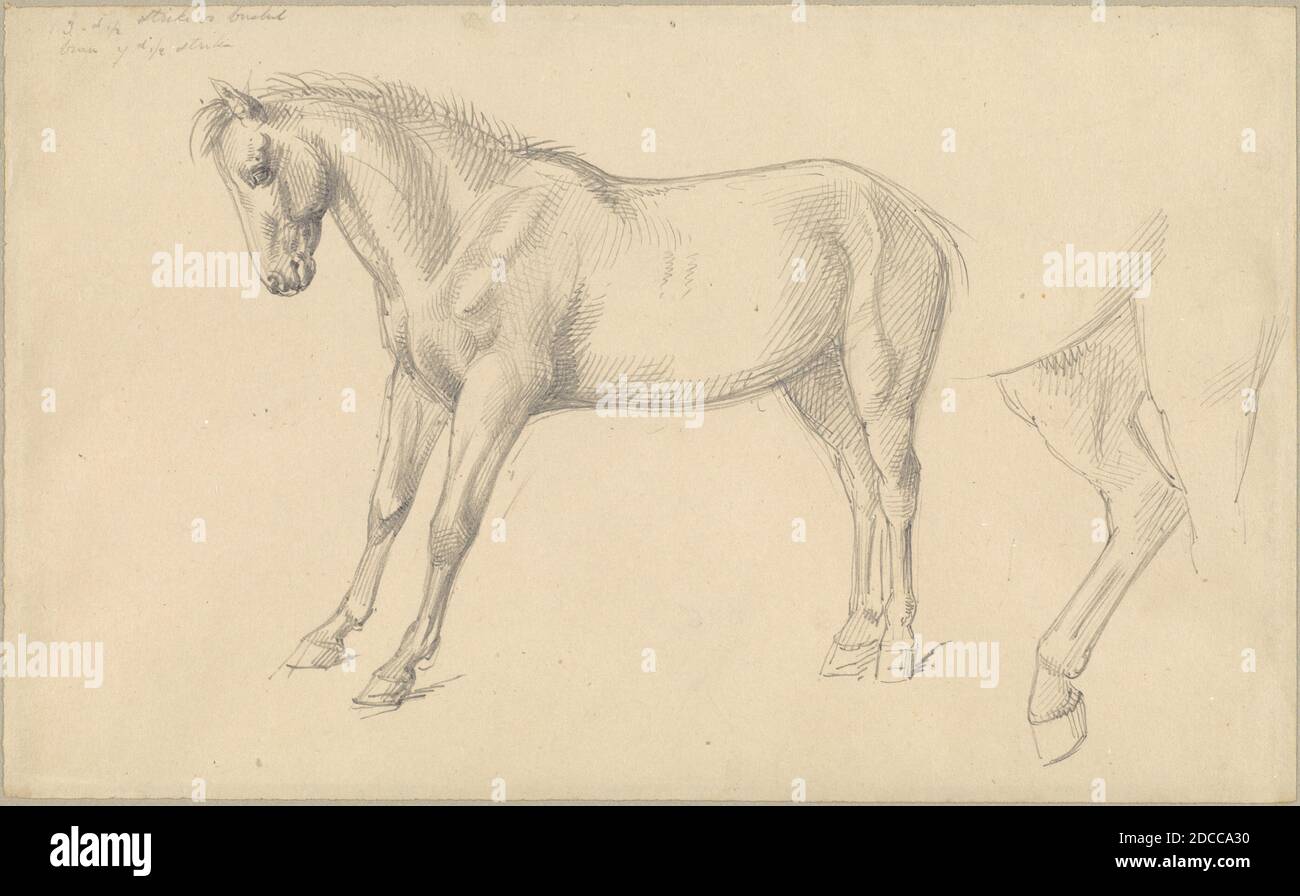 William Strutt, (artist), British, 1826 - 1915, Studies of a Pony ...