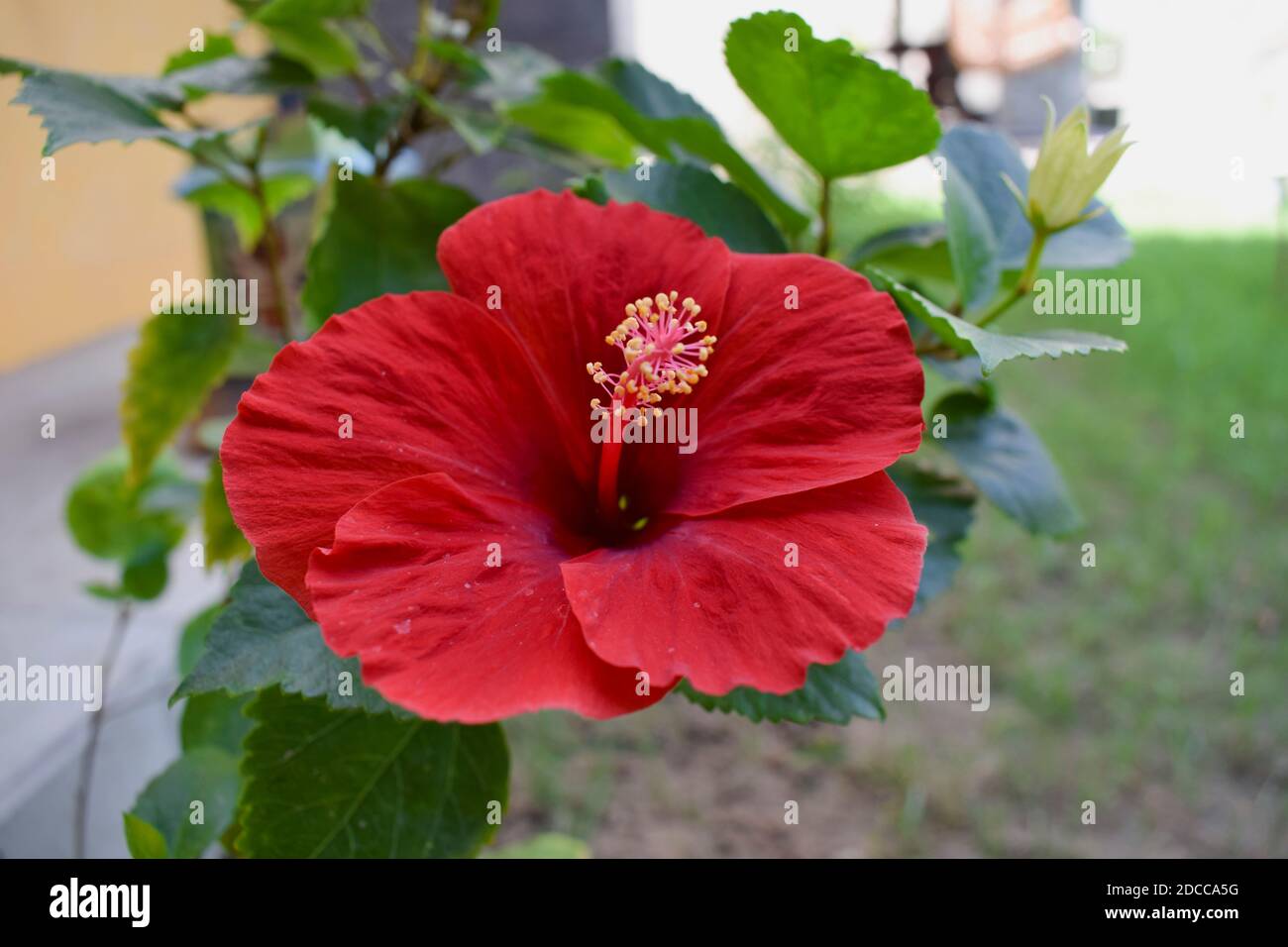 Close up side view of Bright red shoe flower hibiscus. Blooming ...