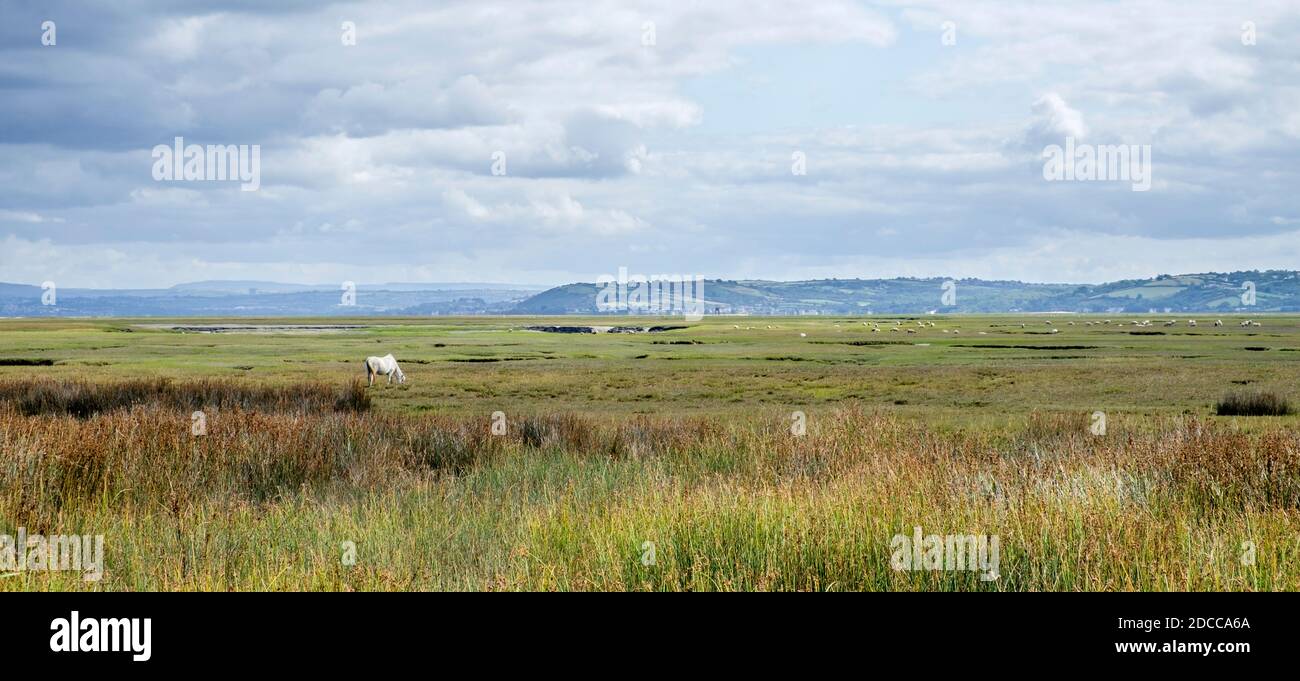 A view across the marshes of North Gower Stock Photo - Alamy