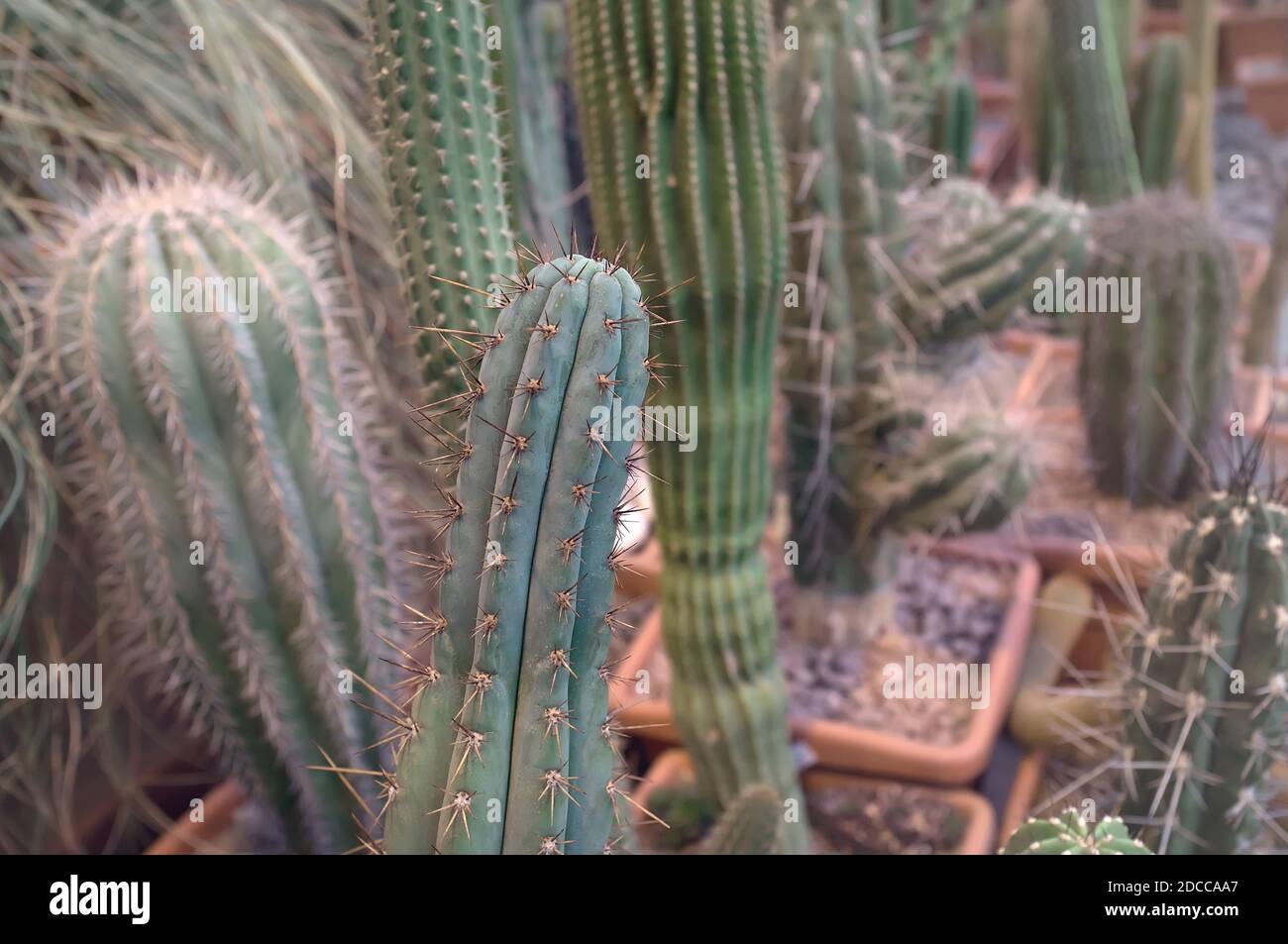 Cactuses in MSU botanical garden, Moscow, Russia. Cactus collection ...