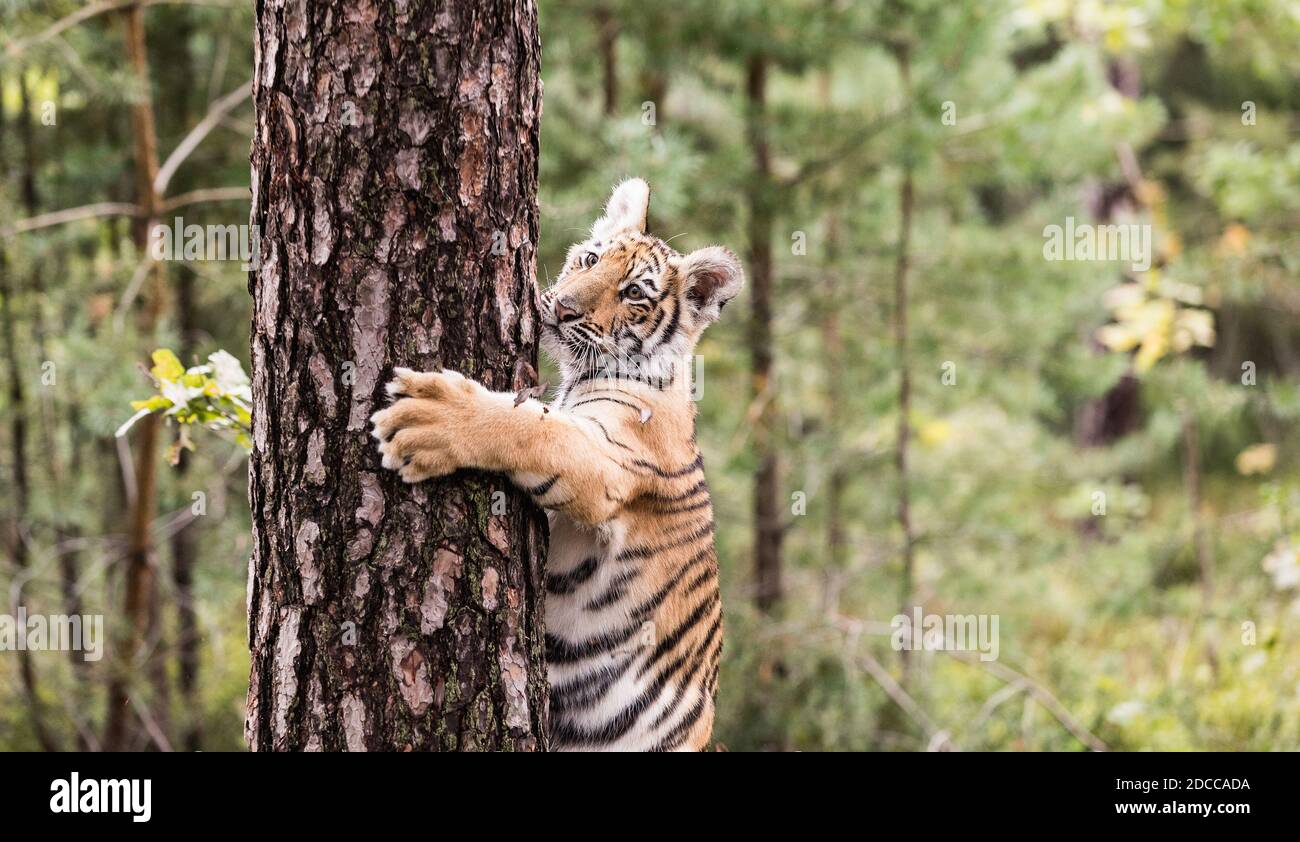 Tiger jungle tree hi-res stock photography and images - Alamy