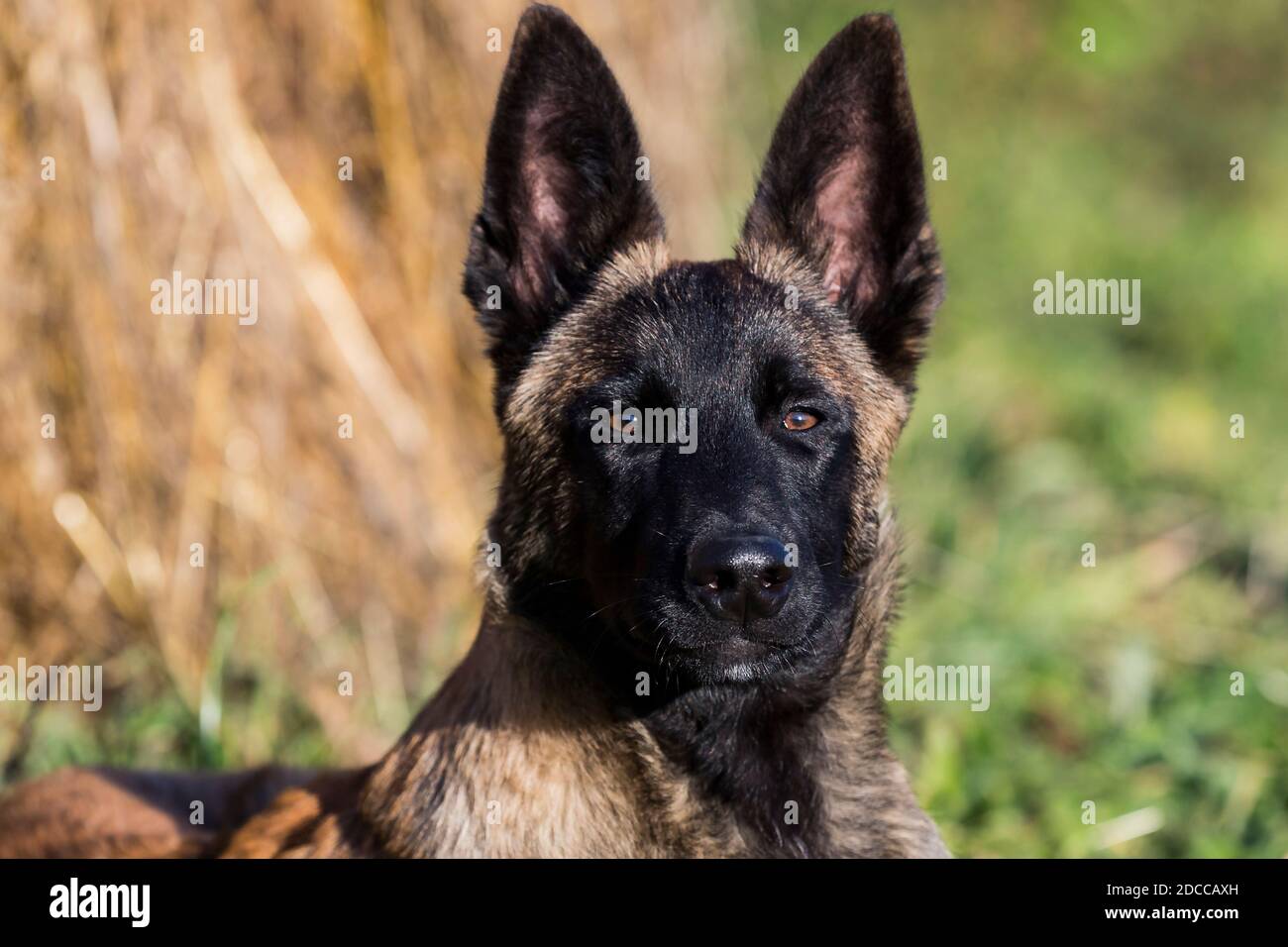 Belgium wolf forest hi-res stock photography and images - Alamy