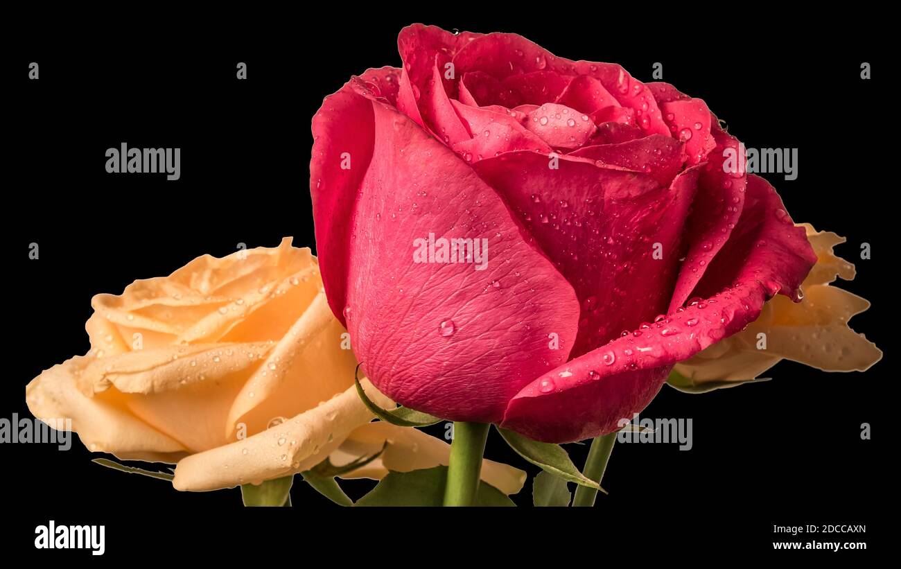 Photo of a bouquet of three roses with water drops and dew on a black ...