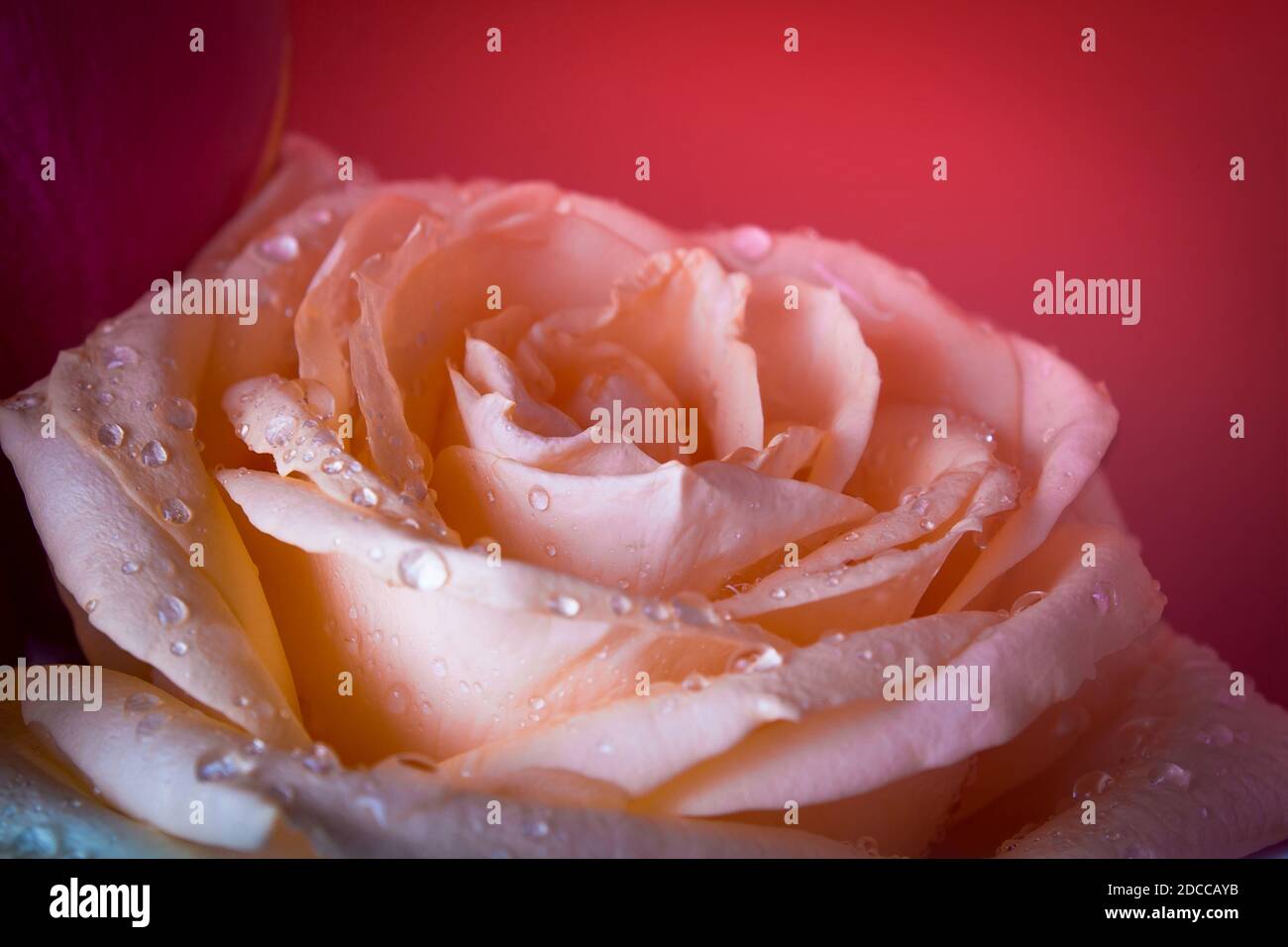 Photo of a yellow peach rose with drops of water and dew on a pink ...