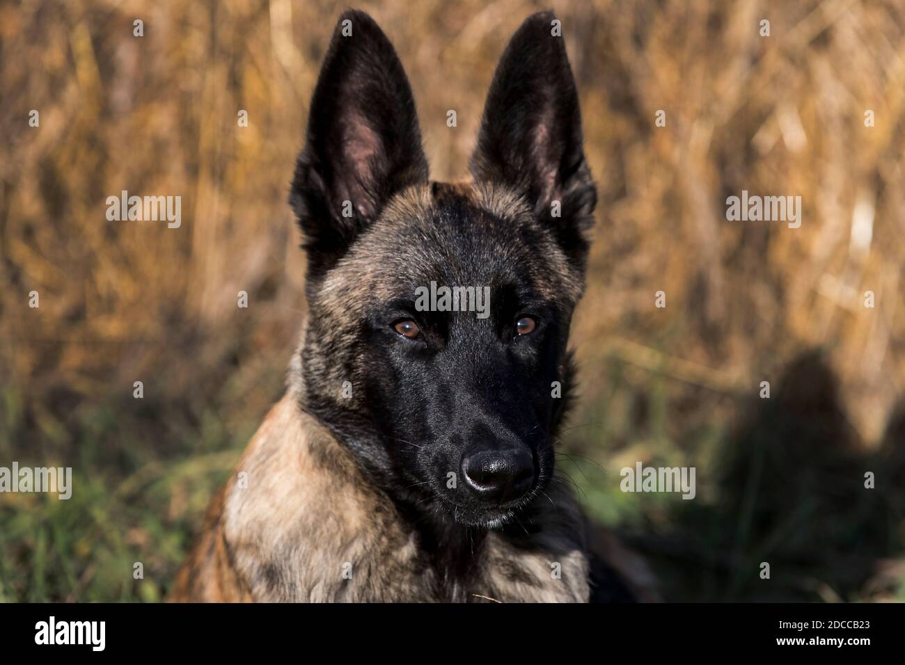 Belgian Shepherd puppy close-up shot in nature Stock Photo - Alamy