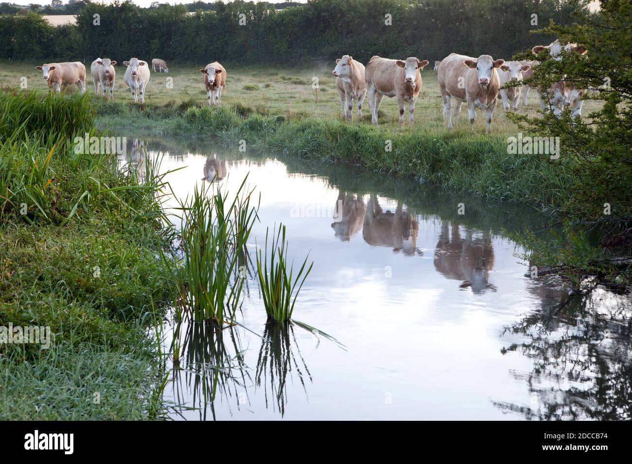Odstock wiltshire hi-res stock photography and images - Alamy