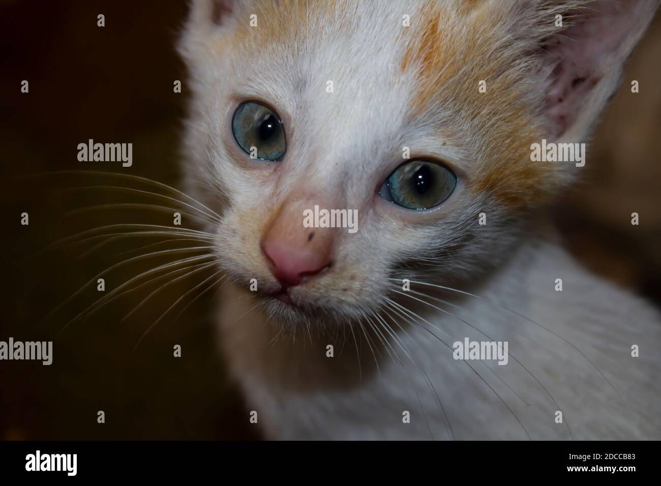 Cat face looking with a hungry face Stock Photo - Alamy
