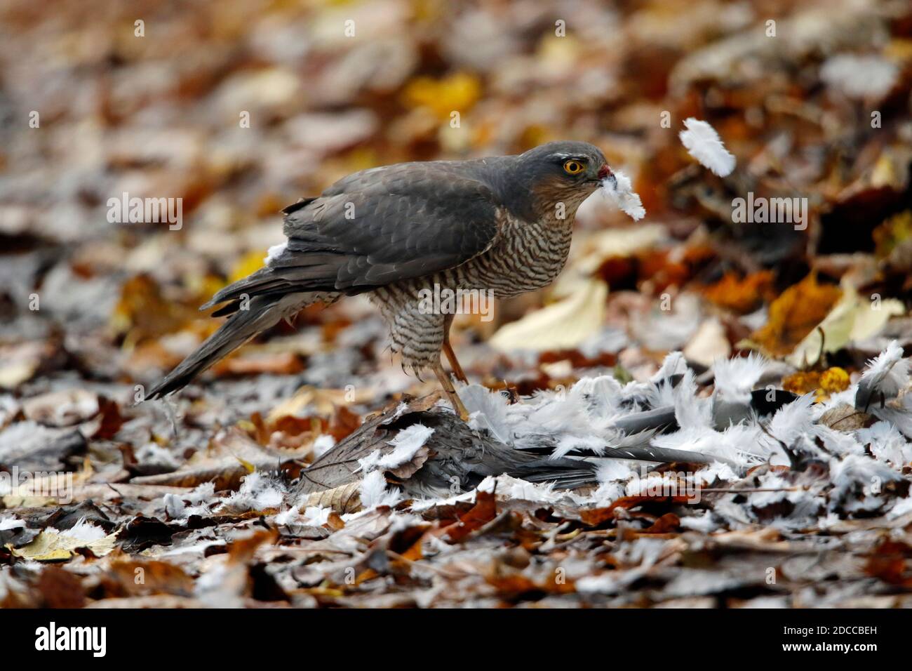 Female sparrowhawk hi-res stock photography and images - Alamy