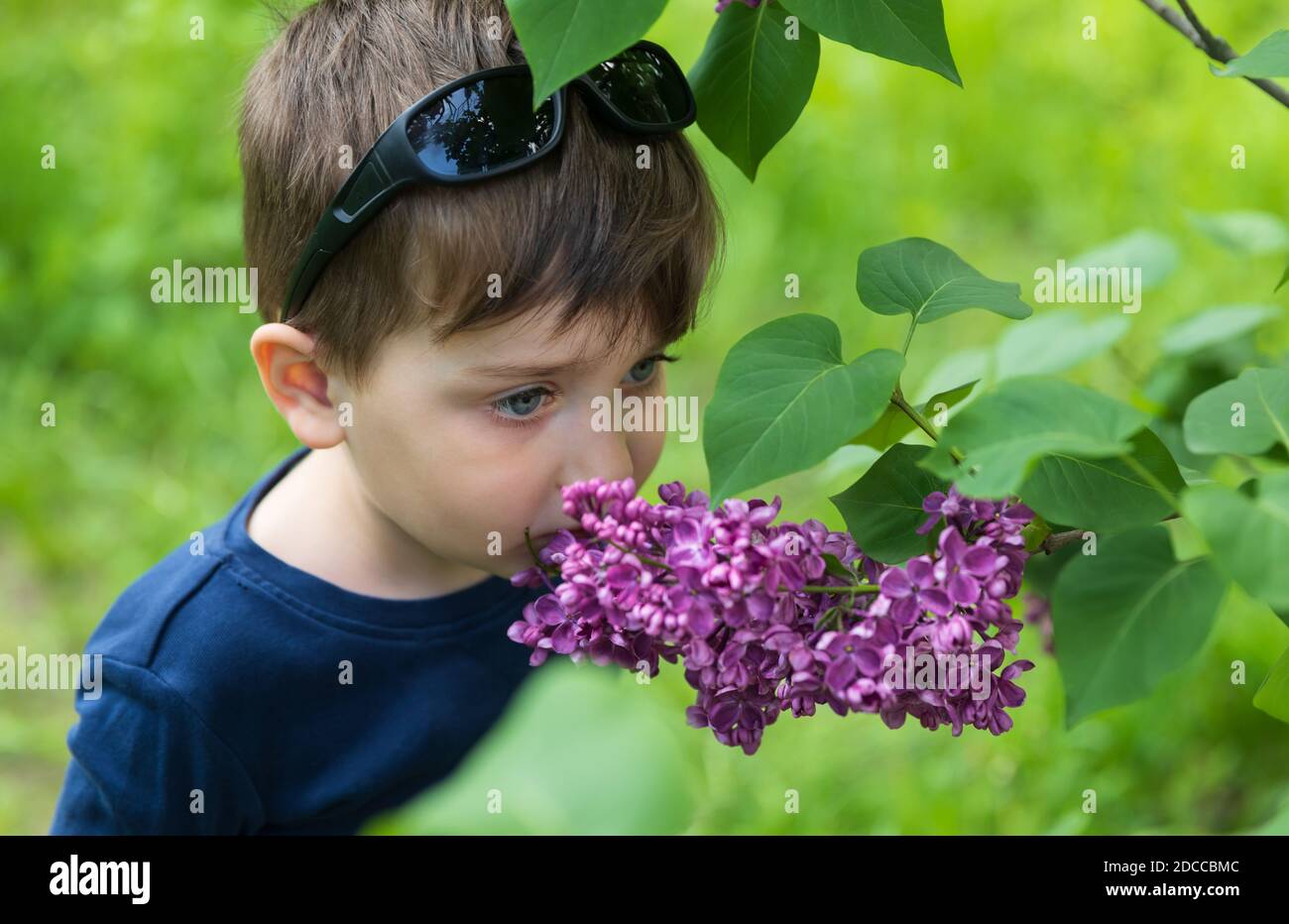 Three year old boy near blooming lilacs Stock Photo - Alamy