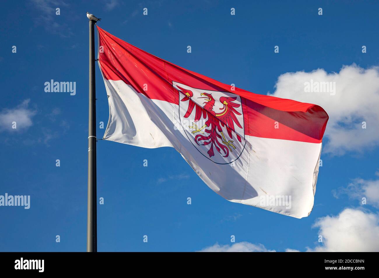 Coat of arms of the state of brandenburg hi-res stock photography and ...