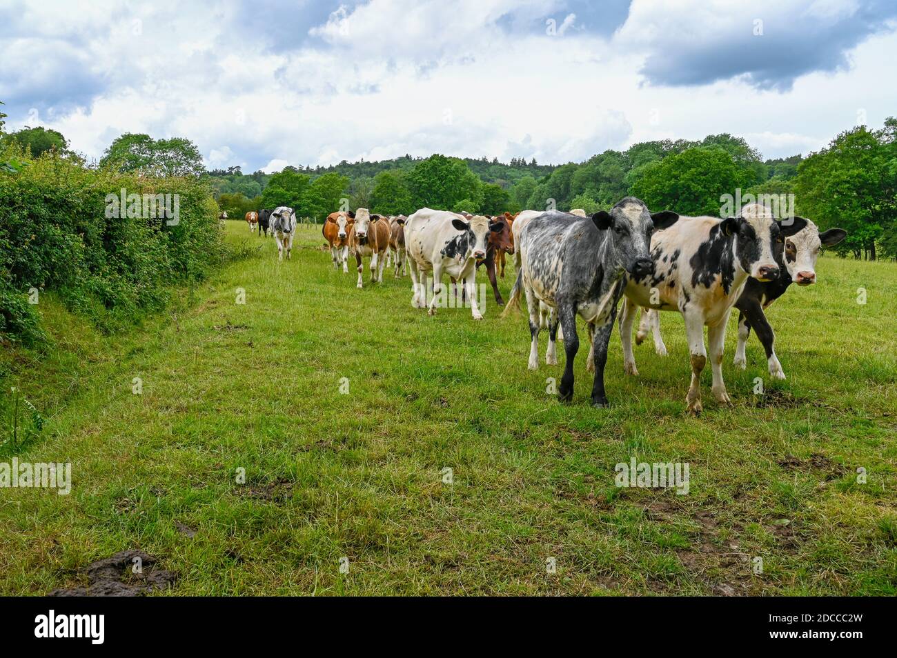 Herd of Cows walking along a hedgerow in a field Stock Photo - Alamy