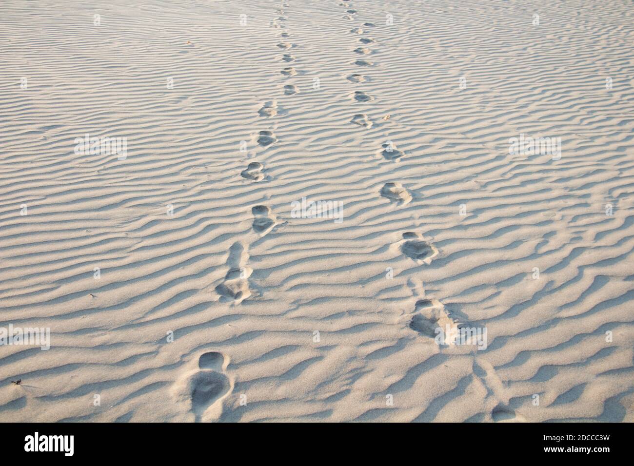 Footprints in the sand on the beach Stock Photo - Alamy