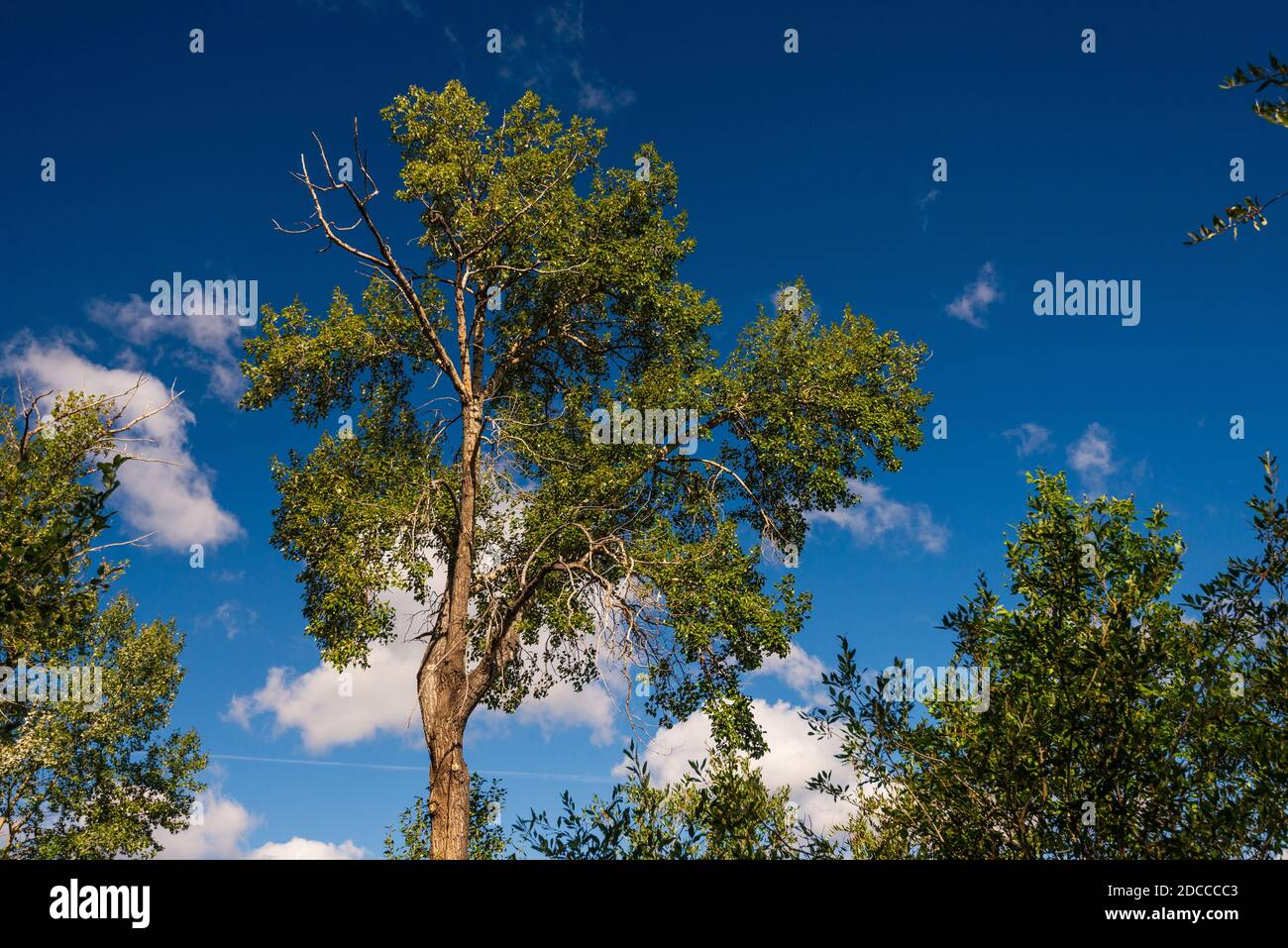 nature sceneries of Calgary surroundings Stock Photo - Alamy