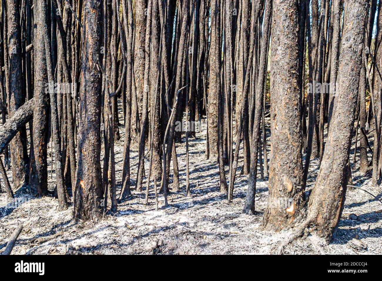 Miami Florida,Pennsuco West Okeechobee Road,fire damaged trees ash ...