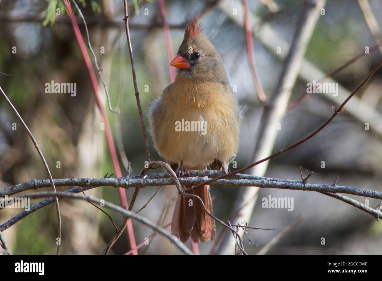 Female Cardinal at Rest Stock Photo - Alamy