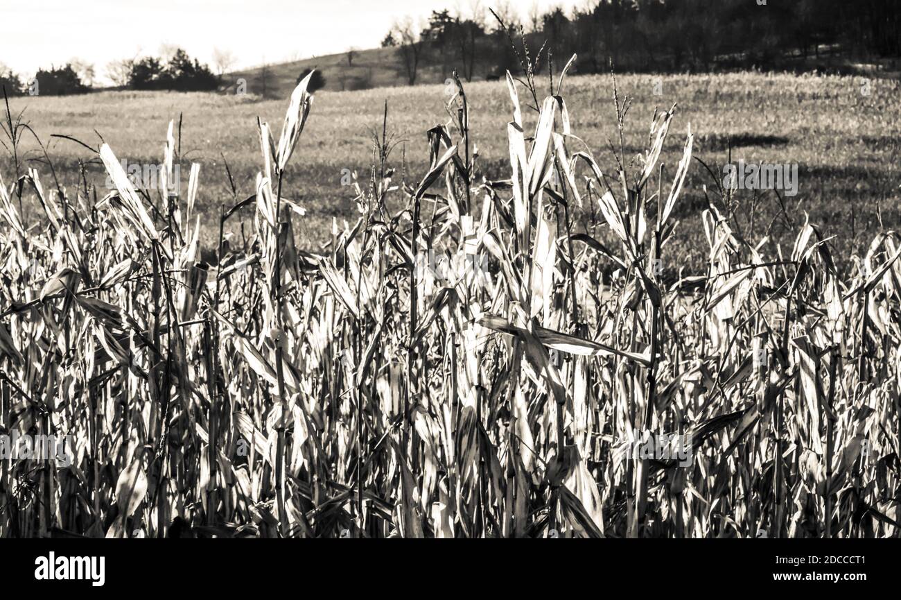 farm field grasses in Autumn Stock Photo - Alamy