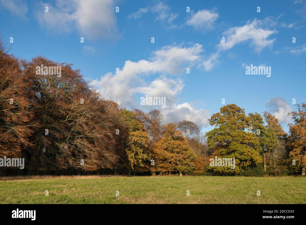Autumn trees along the chiltern way in the afternoon sunlight. Fingest ...