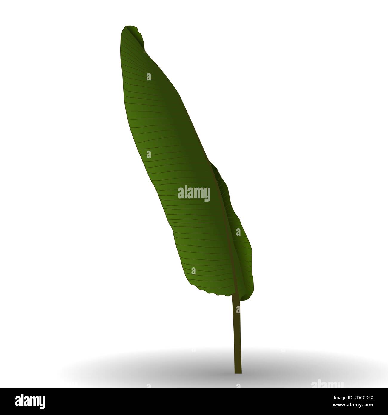 Colorful Naturalistic Palm Leaf. Illustration Stock Photo - Alamy