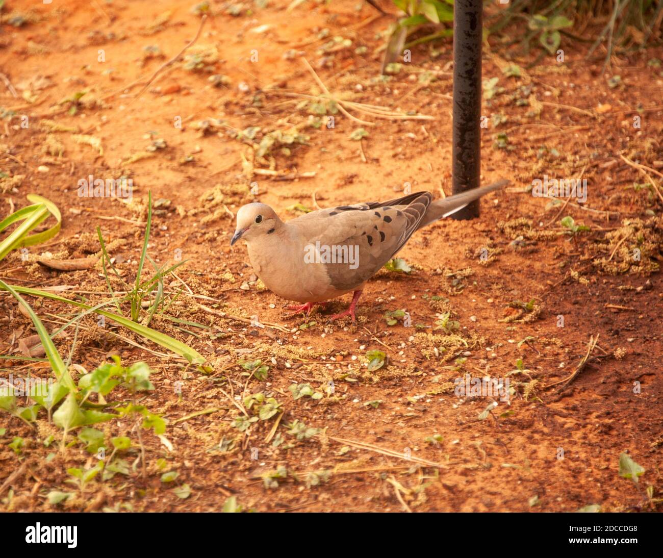Ringed Dove High Resolution Stock Photography and Images - Alamy