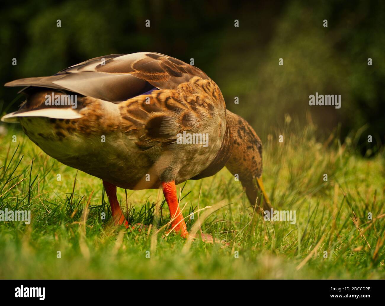A duck into nature at summer with beautiful bokeh Stock Photo - Alamy