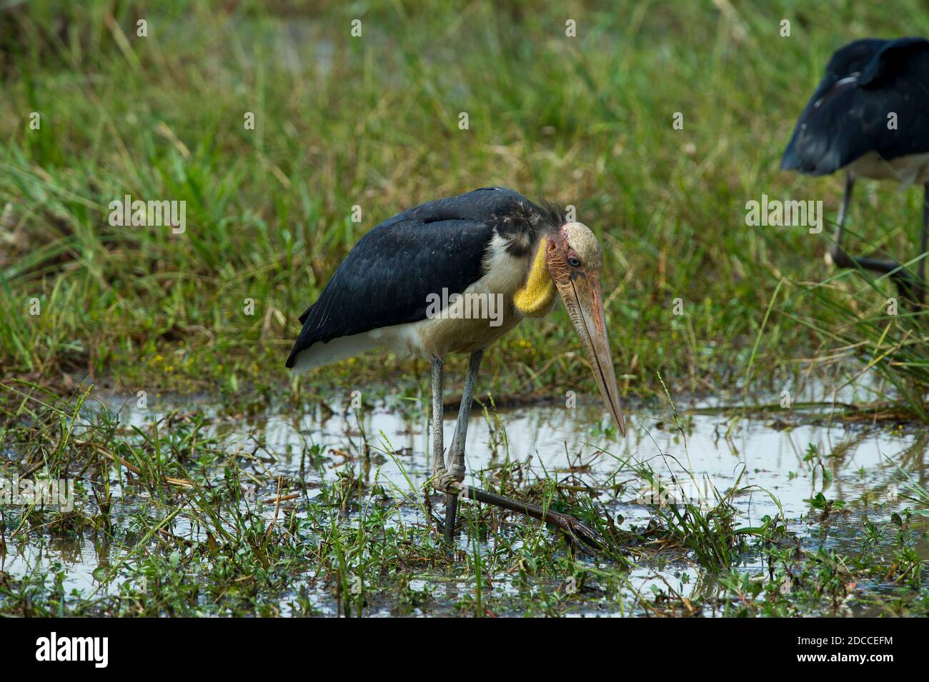 Lesser Adjutant hunting for prey in the swamps Stock Photo - Alamy