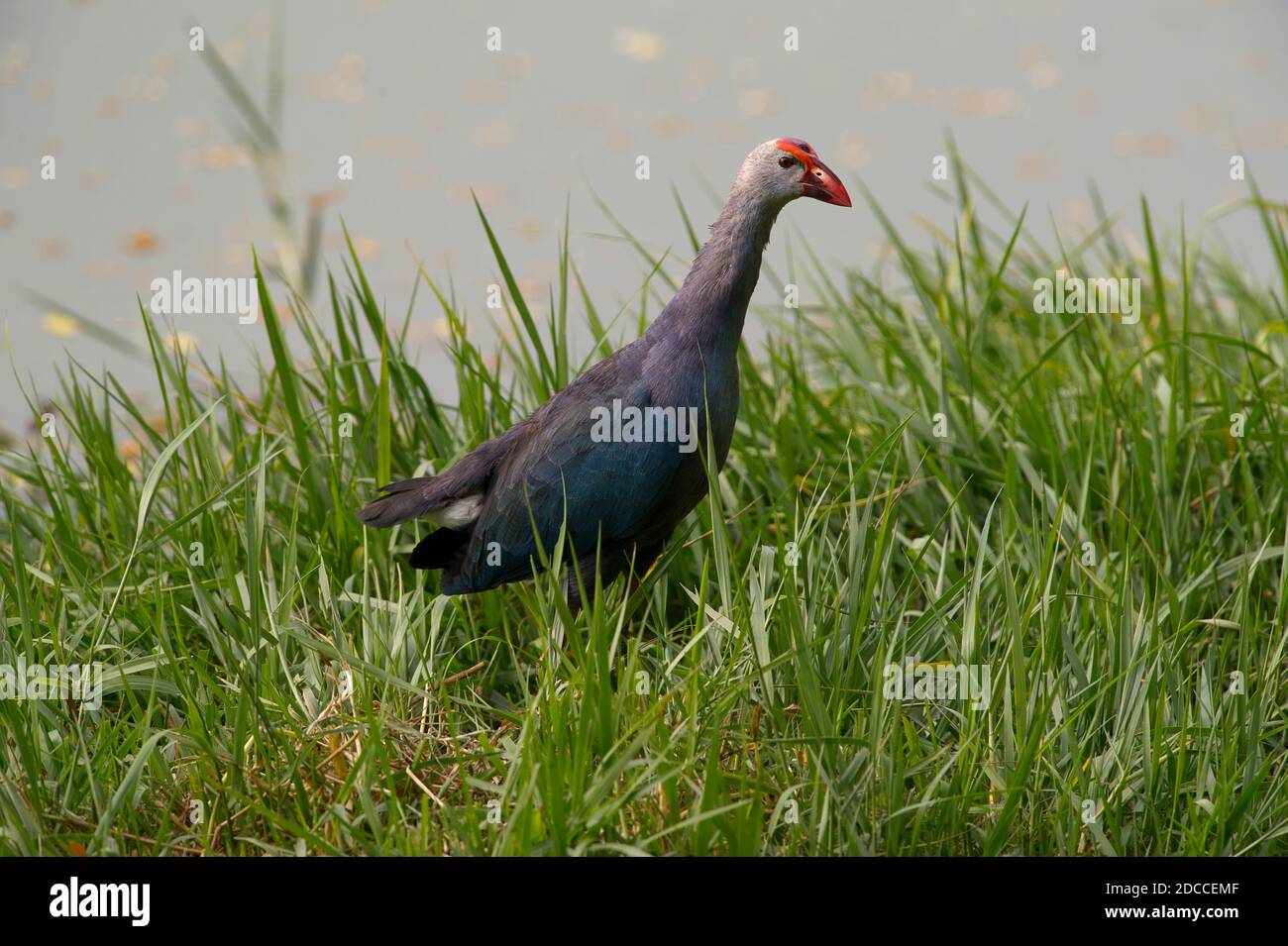 Purple Swamphen / Western Swamphen Stock Photo - Alamy