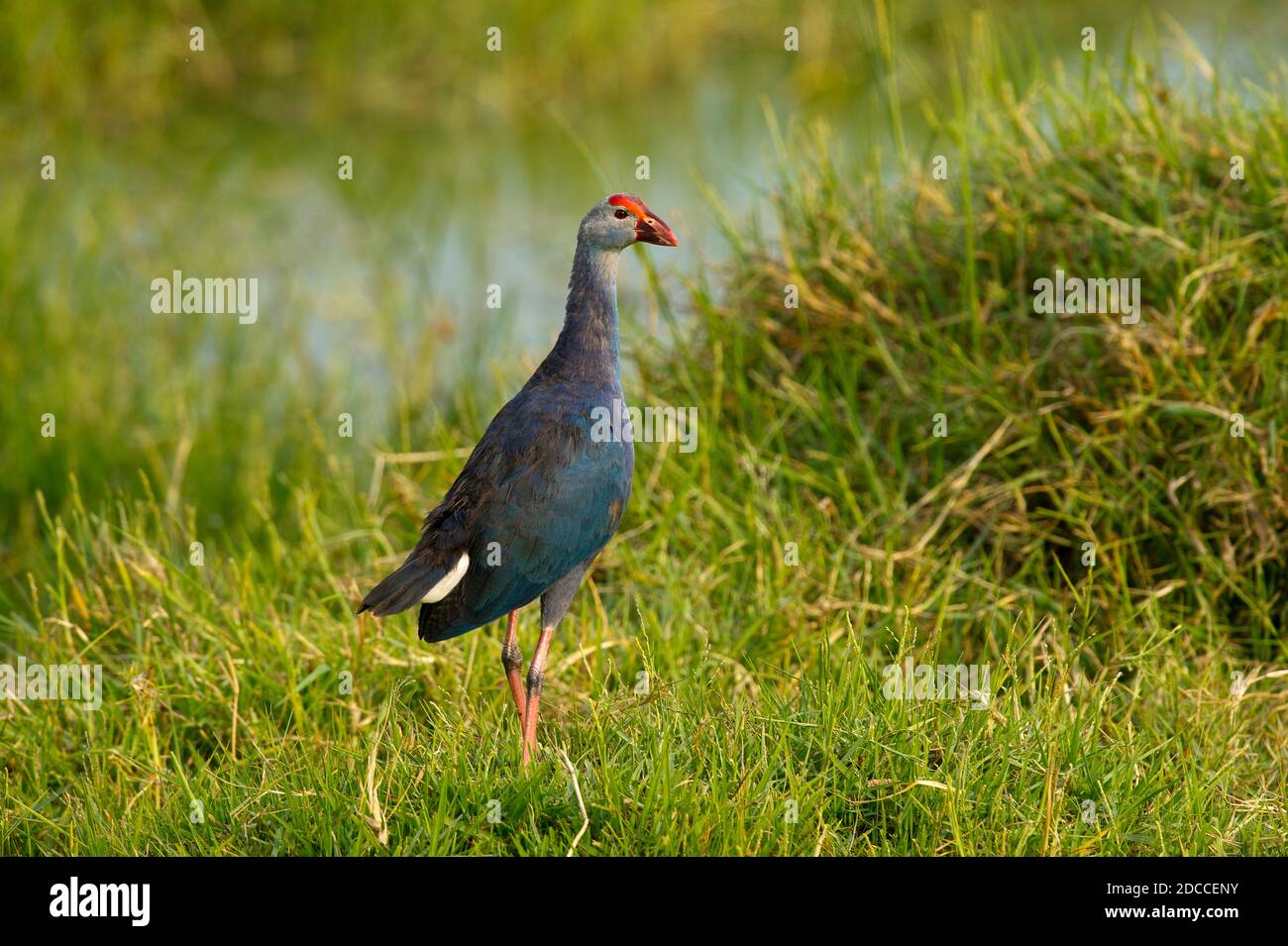 Clumsy flier hi-res stock photography and images - Alamy
