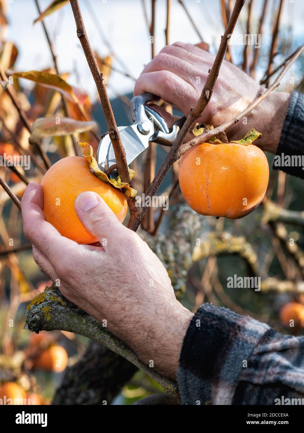 Close-up of the hands of the farmer who with scissors collects ...