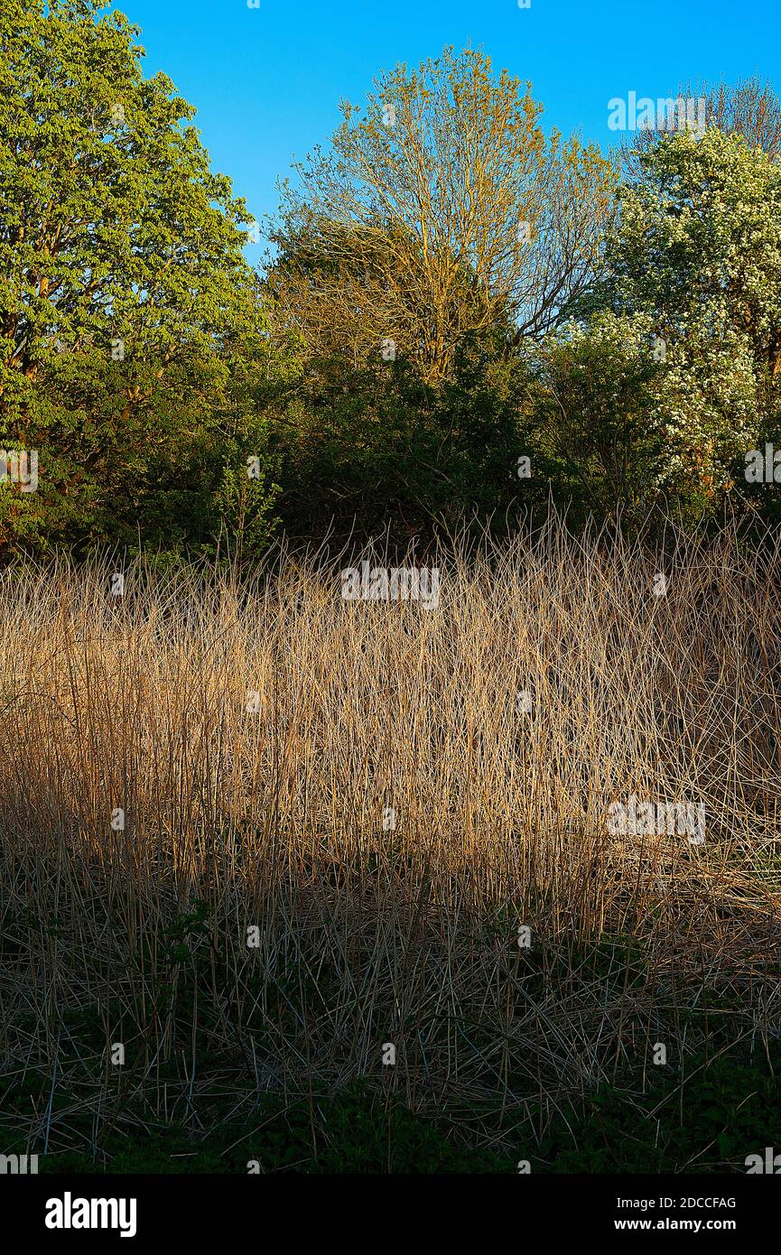 Clearing In Woods Stock Photo - Alamy